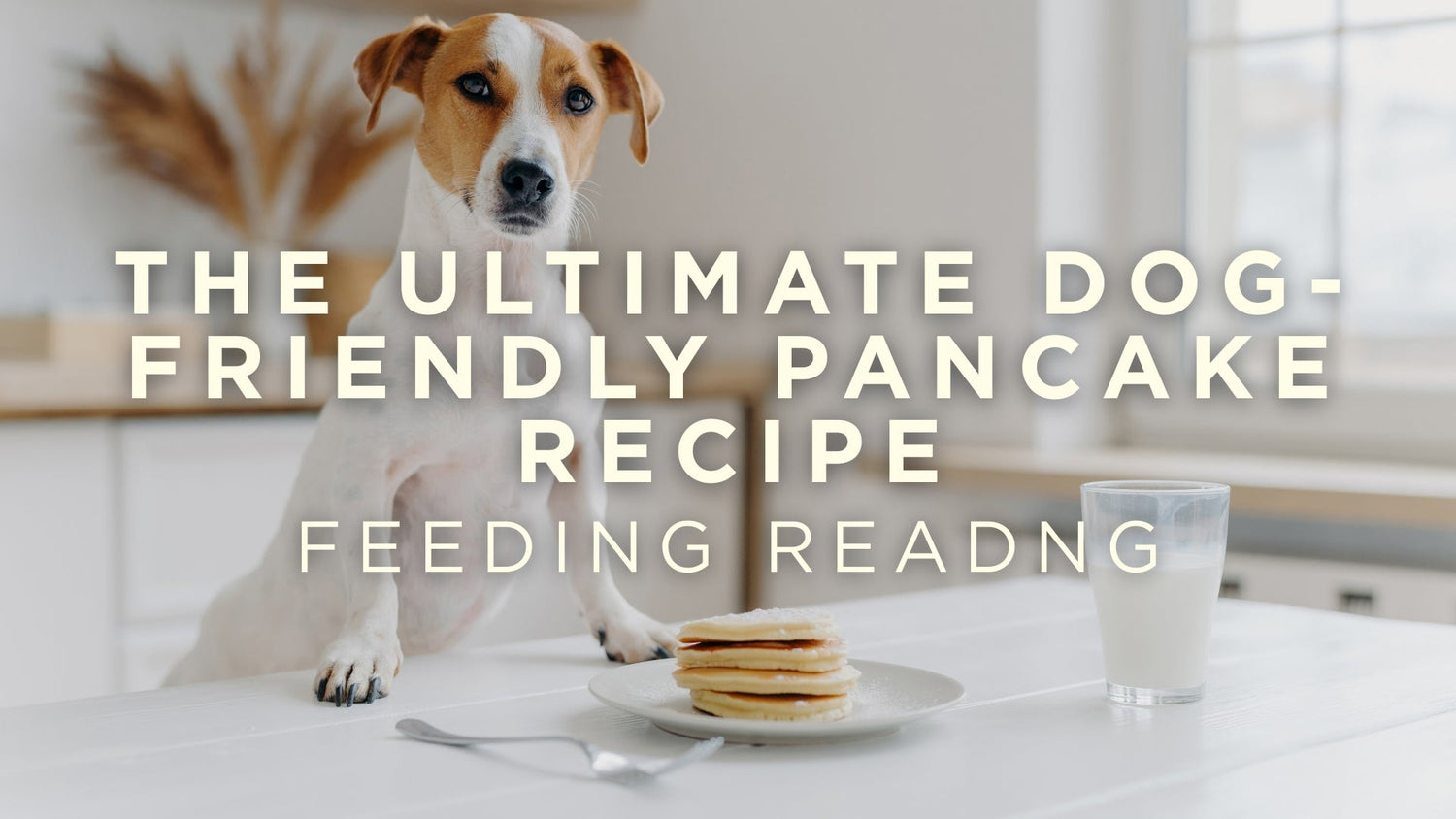 The Ultimate Dog-Friendly Pancake Recipe – COYA