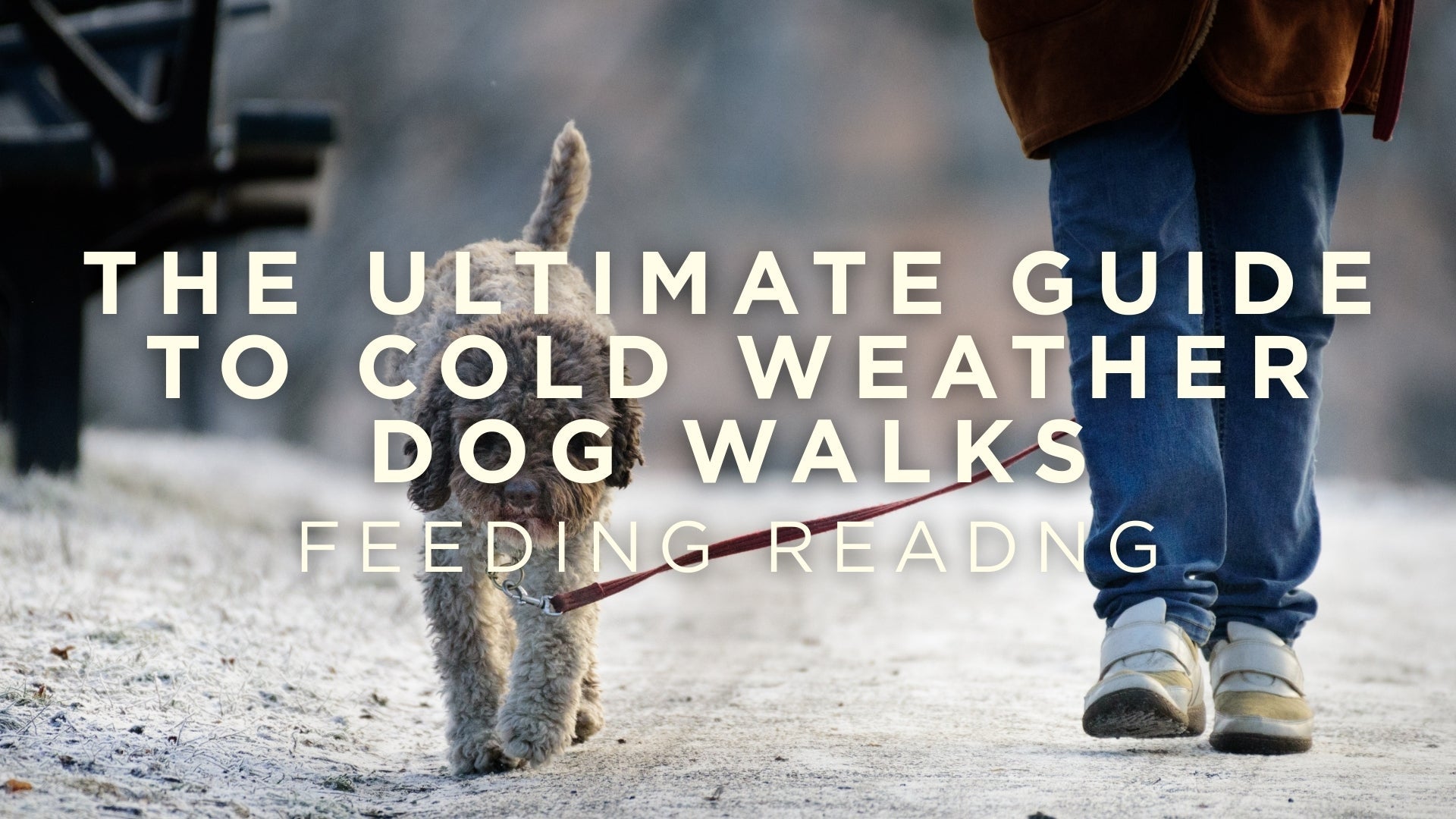 5 Tips to Master Cold Weather Dog Walks – COYA